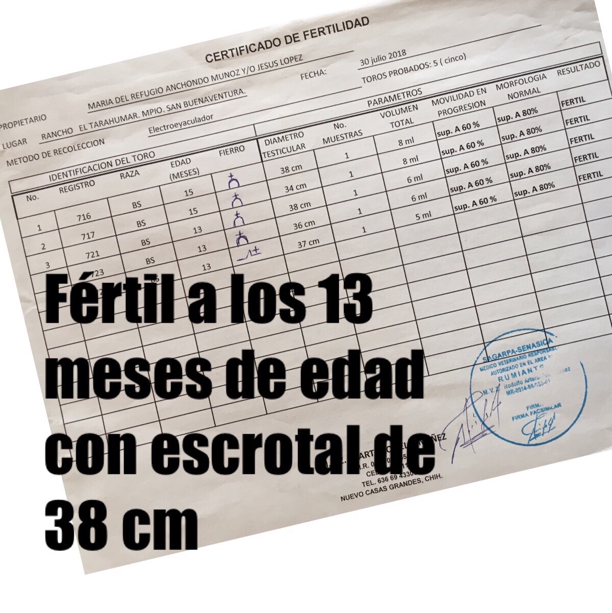 Semen en venta!!! | Rancho El Tarahumar Brangus