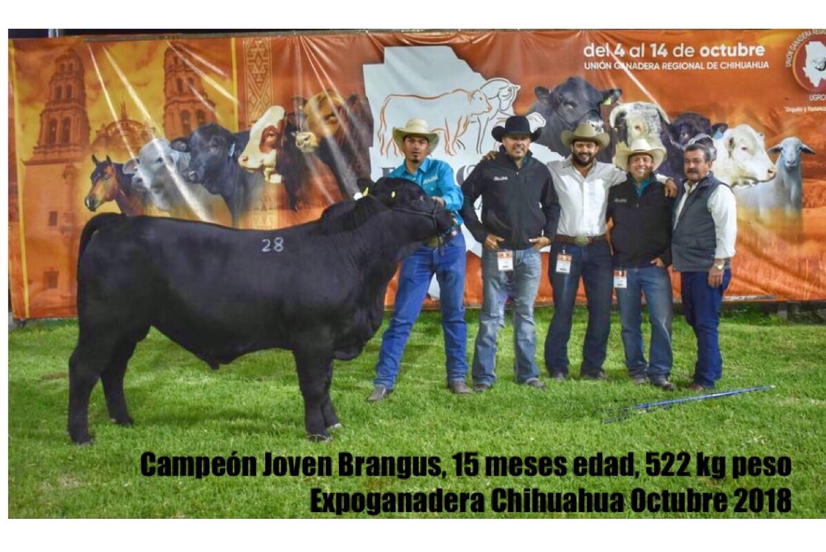 Semen en venta!!! | Rancho El Tarahumar Brangus